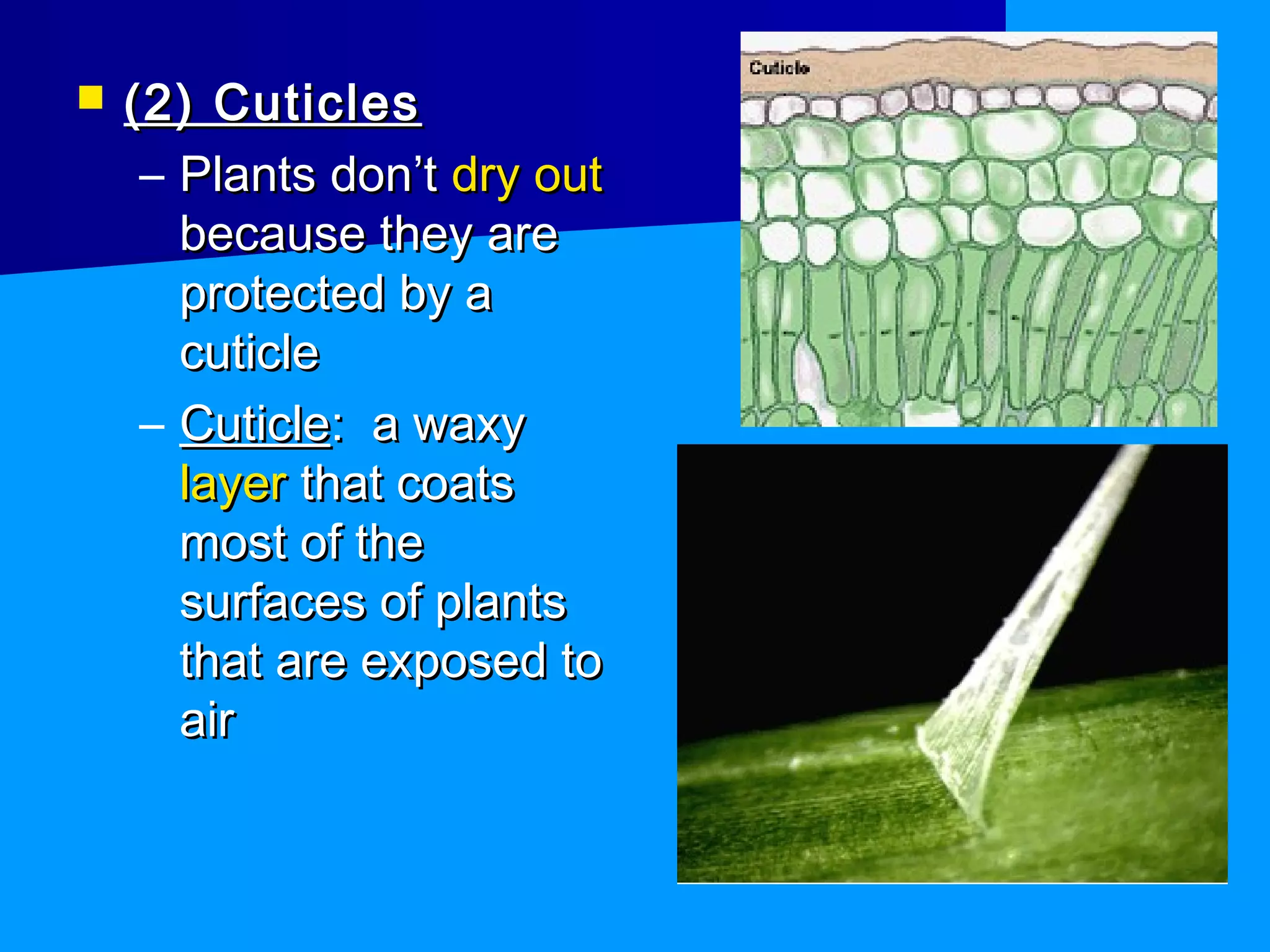 Introduction to plants | PPT