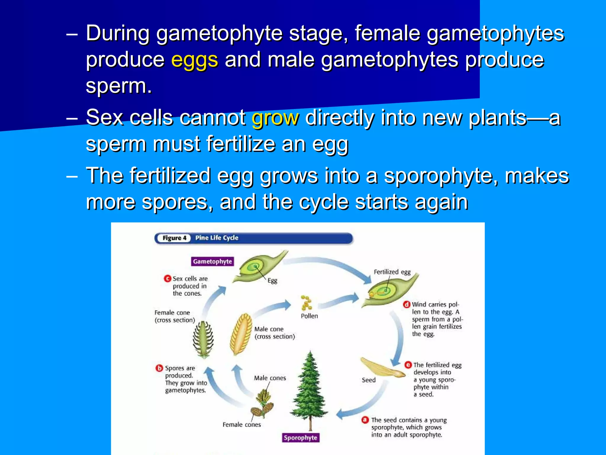 Introduction to plants | PPT