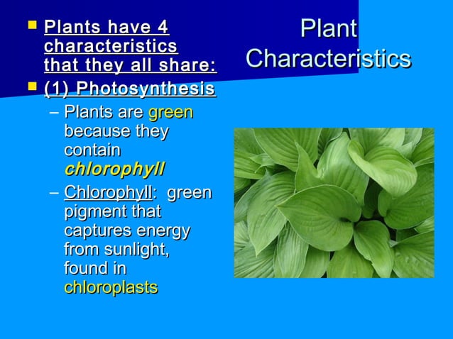 Introduction to plants | PPT