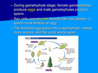 Introduction to plants | PPT