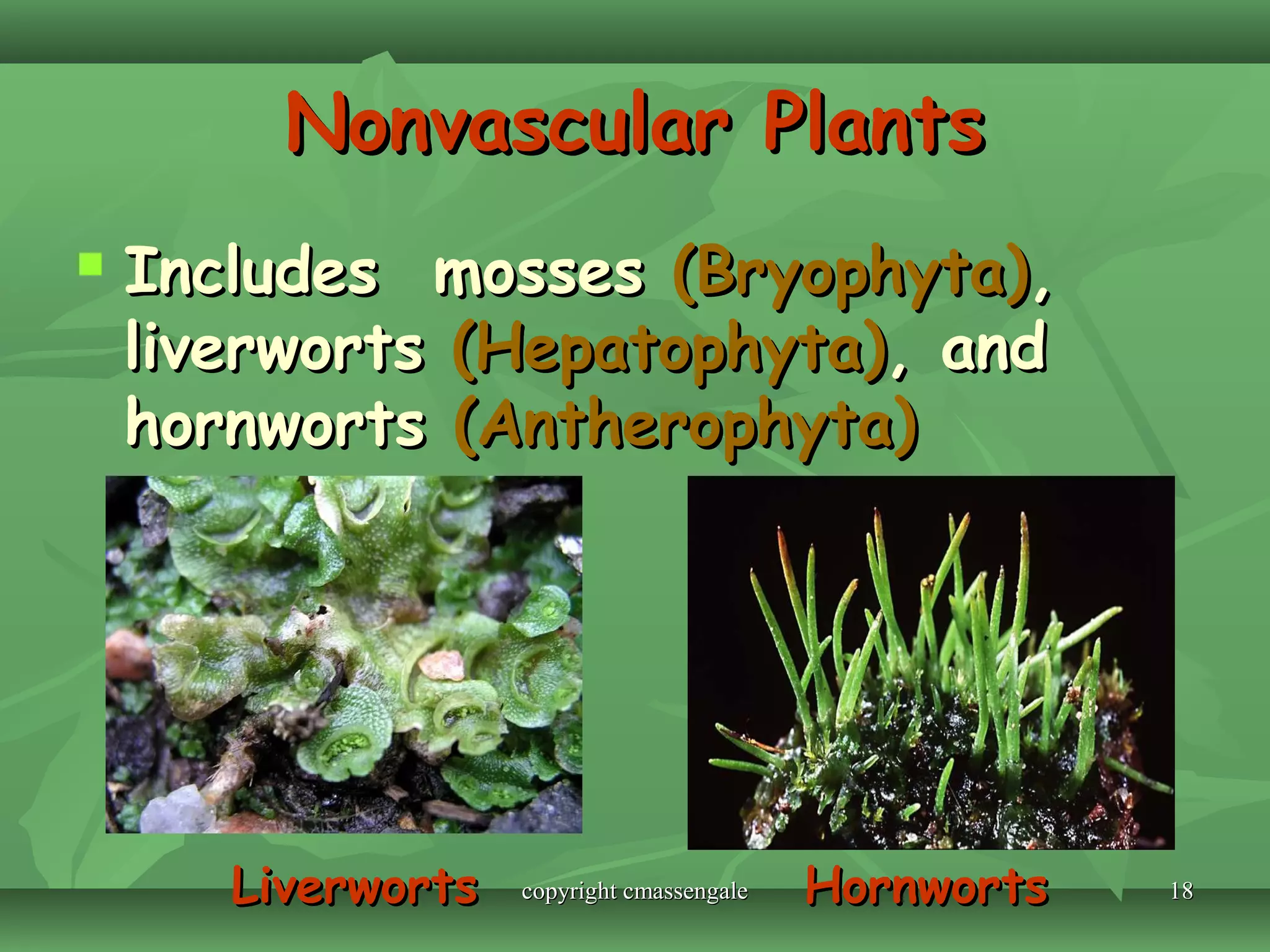 Introduction to plants | PPT | Gardening | Home & Garden