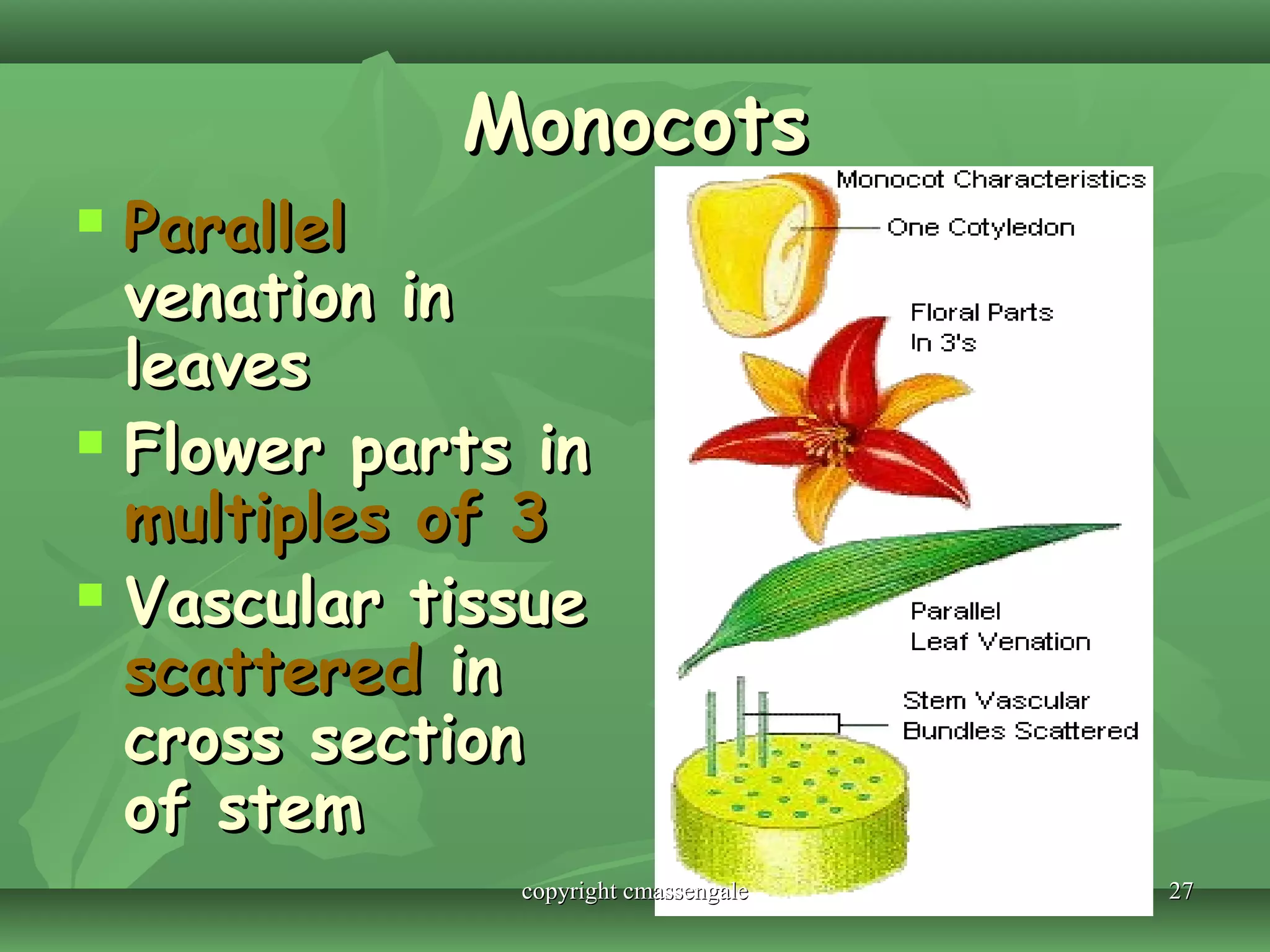 Introduction to plants | PPT