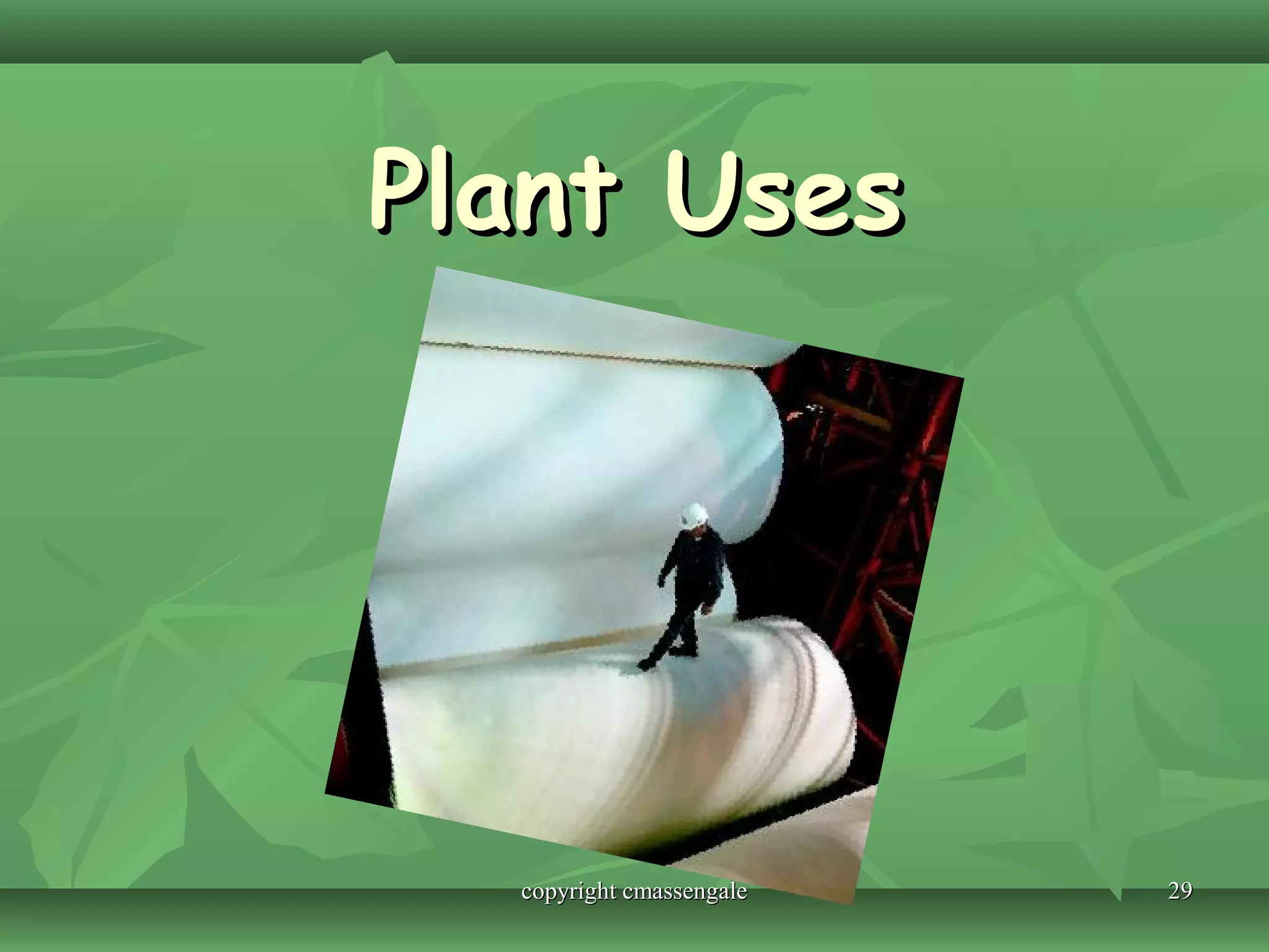 Introduction to plants | PPT | Gardening | Home & Garden