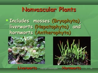 Introduction to plants | PPT | Gardening | Home & Garden
