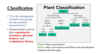 Introduction to plant Systematics by sarah Ashfaq.pptx