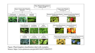Introduction to plant Systematics by sarah Ashfaq.pptx