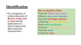 Introduction to plant Systematics by sarah Ashfaq.pptx