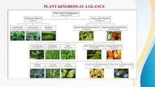INTRODUCTION TO PLANT TAXONOMY WITH DIVERSE TAXONOMIC APPROACHES | PDF