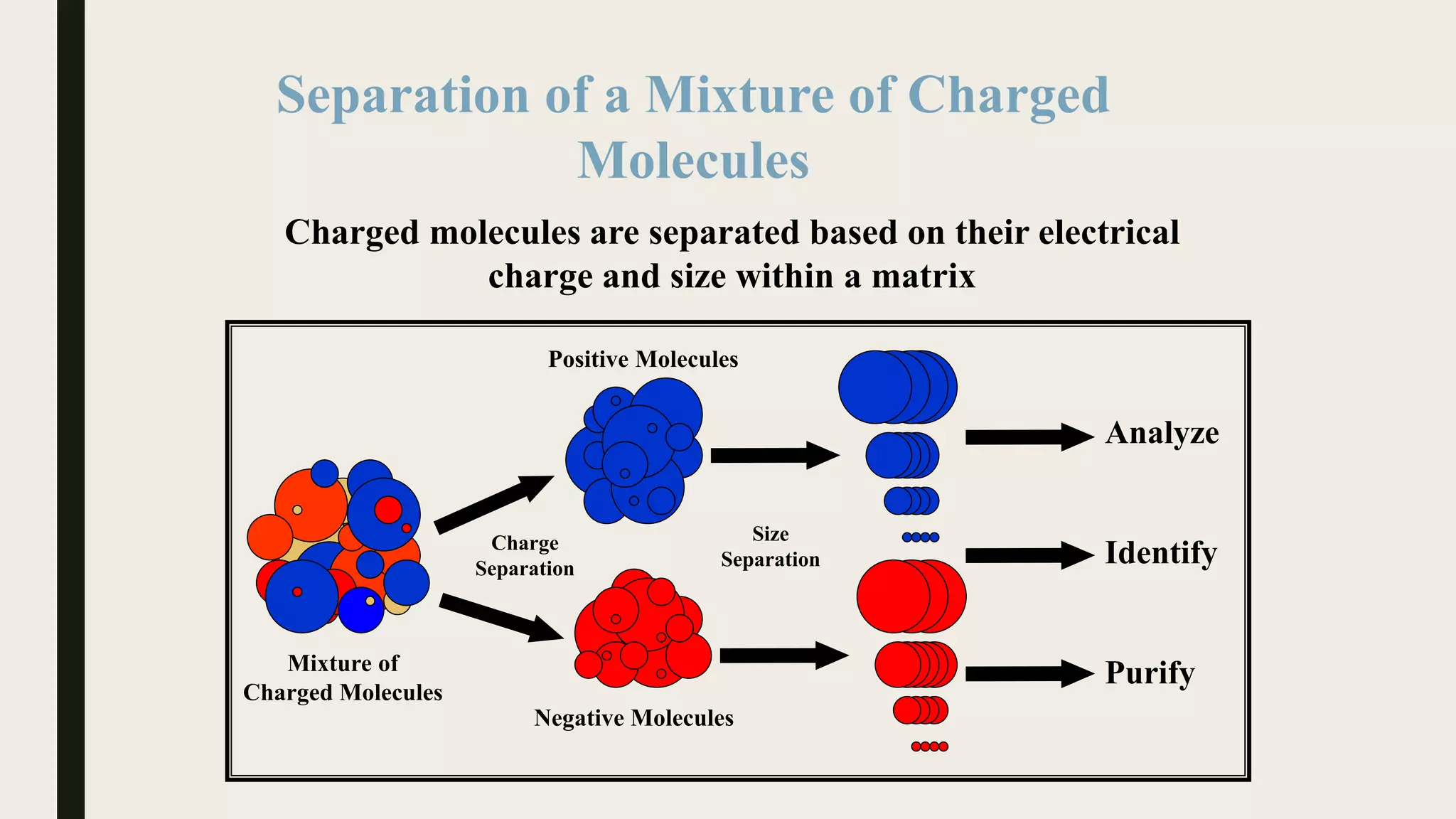 Introduction to polyacrylamide gel electrophoresis | PPTX
