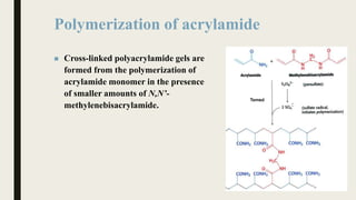 Introduction to polyacrylamide gel electrophoresis | PPTX