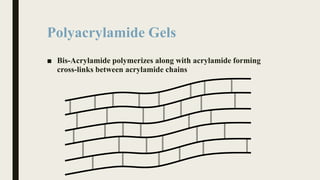 Introduction to polyacrylamide gel electrophoresis | PPTX
