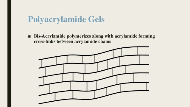 Introduction to polyacrylamide gel electrophoresis