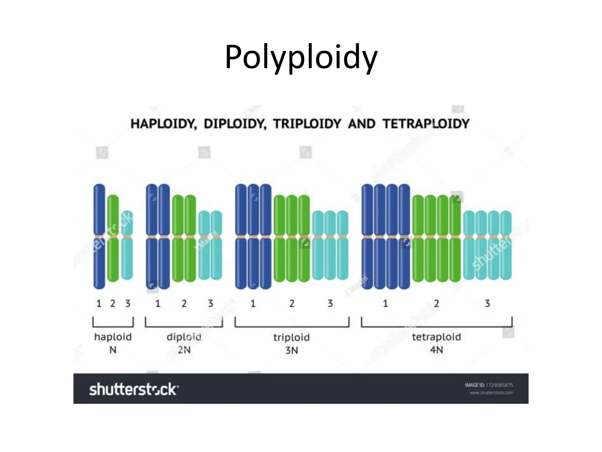 Introduction to Polyploidy.pptx