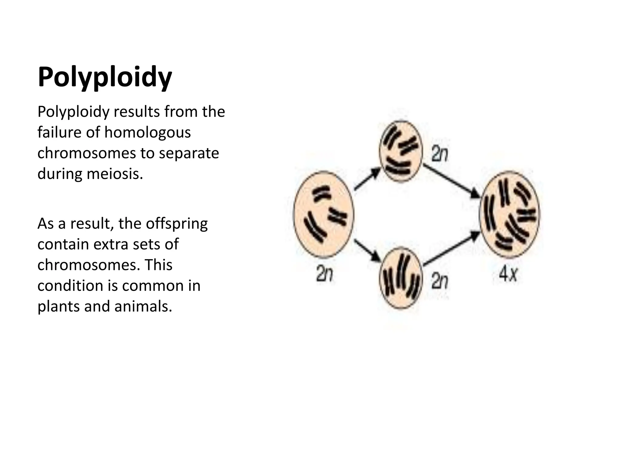 Introduction to Polyploidy.pptx