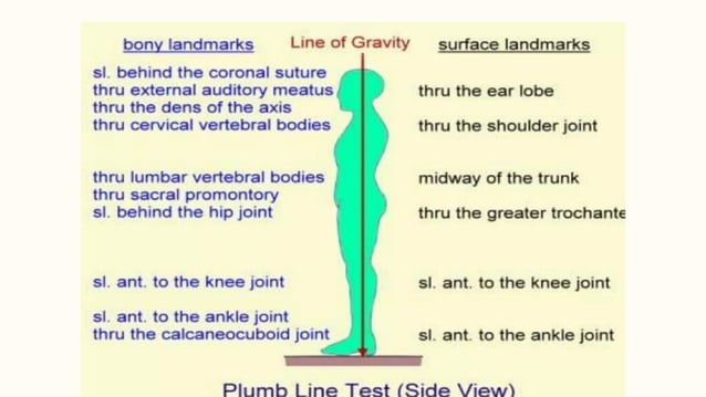 Introduction to Posture Muscles & Postural Analysis.pptx