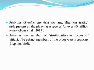 Introduction to poultry | PPTX