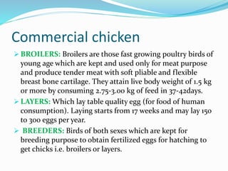 Introduction to poultry | PPTX