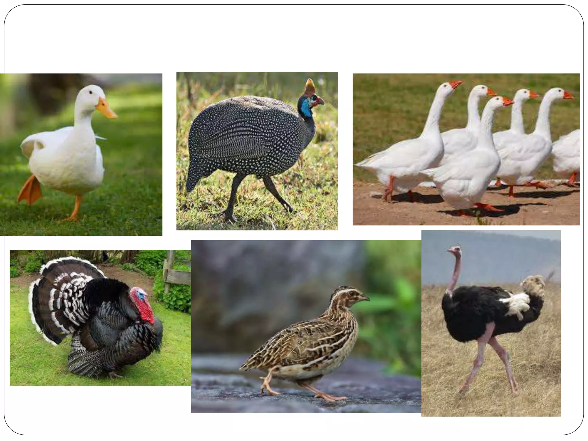 Introduction to poultry production | PPTX