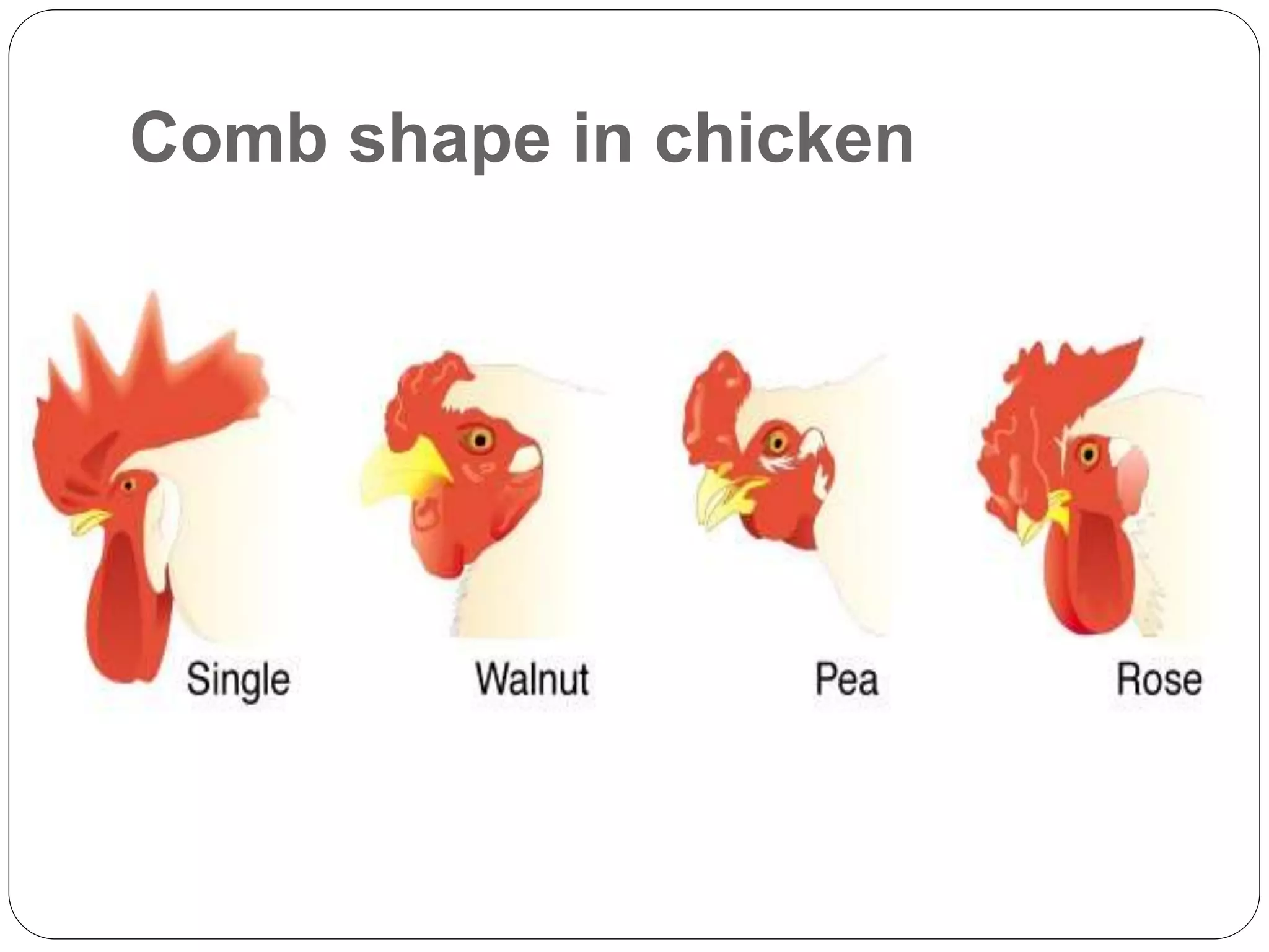 Introduction to poultry production | PPTX