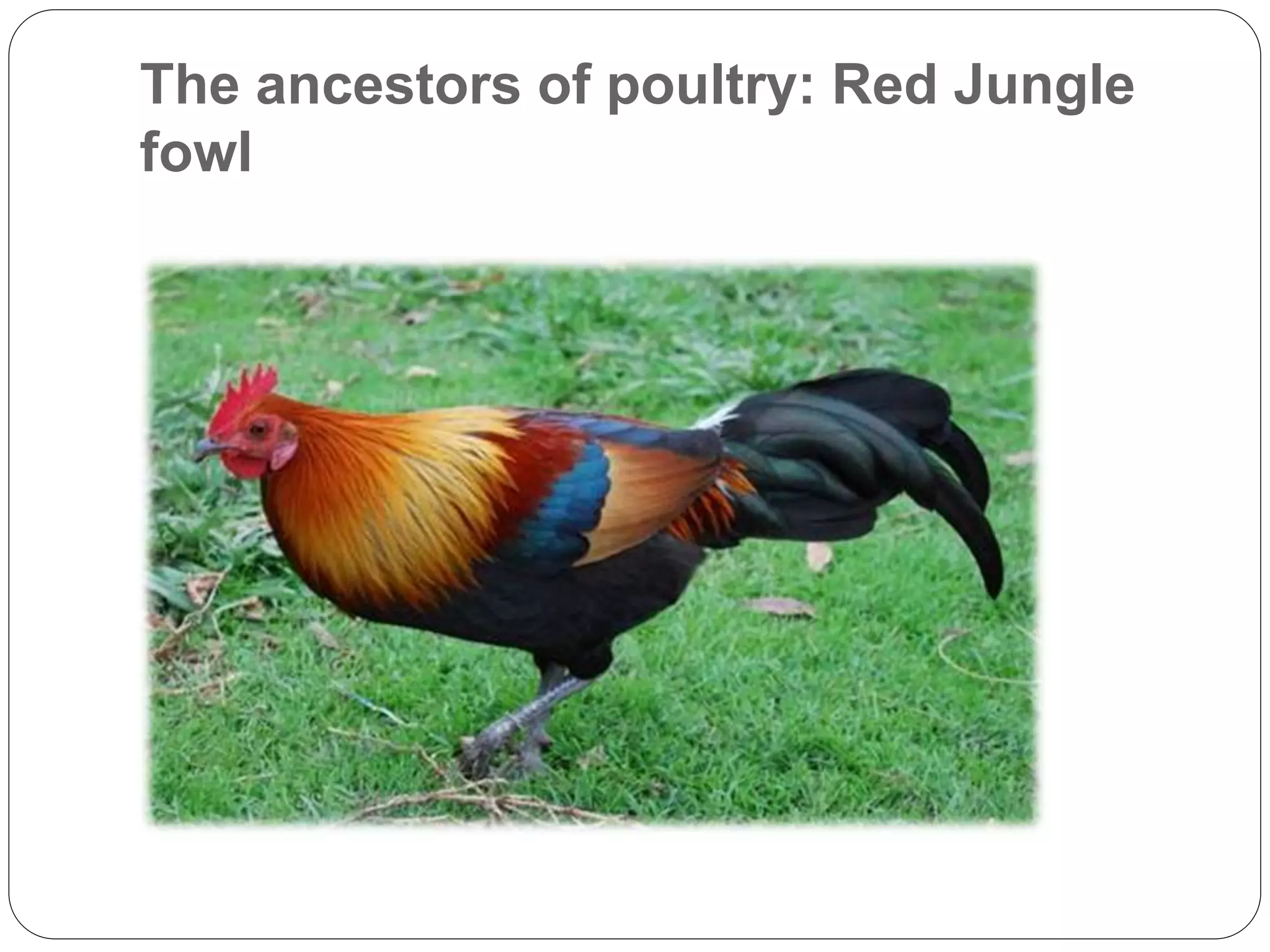 Introduction to poultry production | PPTX