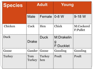 Introduction to poultry production | PPTX