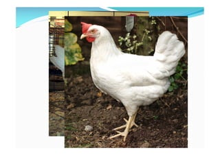 Introduction to poultry science | PDF