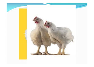 Introduction to poultry science | PDF