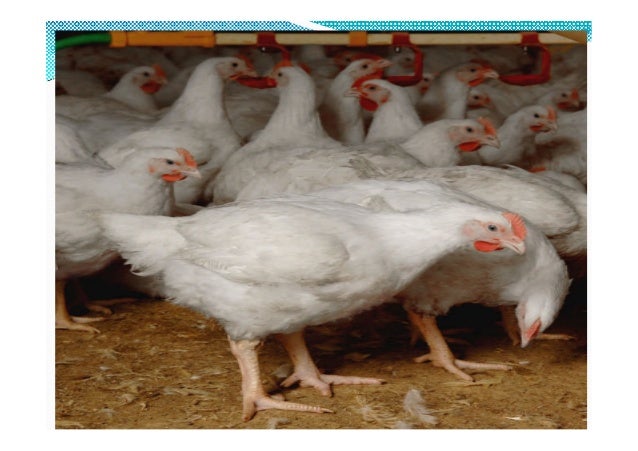 Poultry Science
