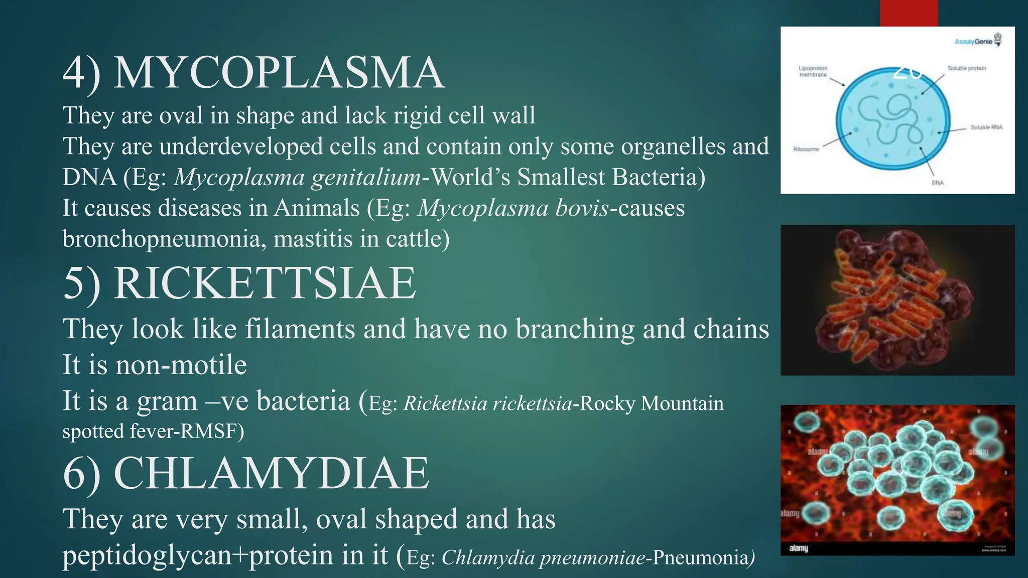Introduction to Prokaryote and Eukaryote | PPTX