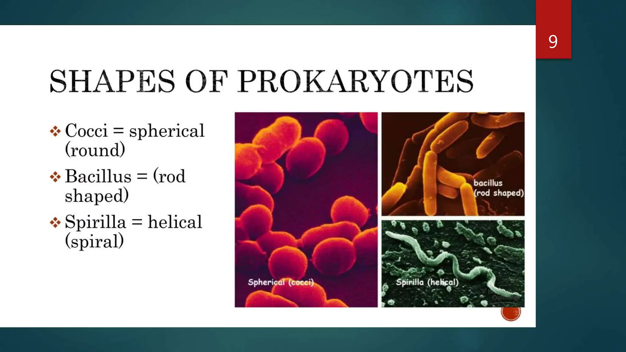 Introduction to Prokaryote and Eukaryote | PPTX