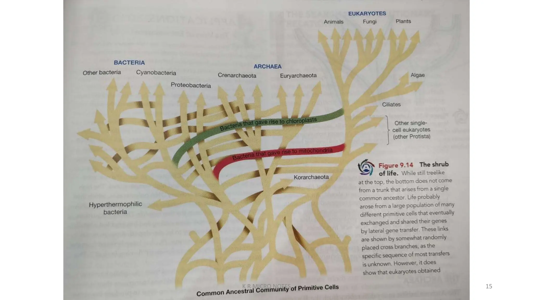 Introduction to prokaryotes Introduction to prokaryotes | PPTX