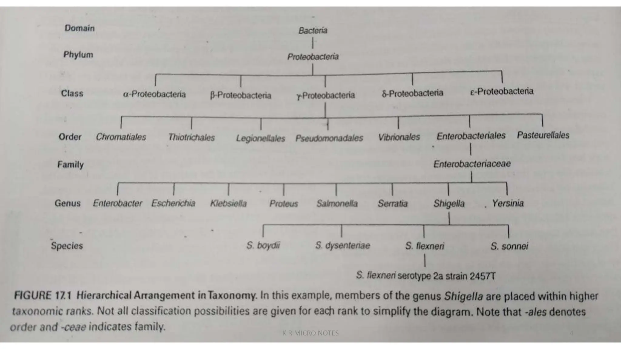 Introduction to prokaryotes Introduction to prokaryotes | PPTX