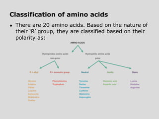 Introduction_to_proteins_and_amino_acids.pdf