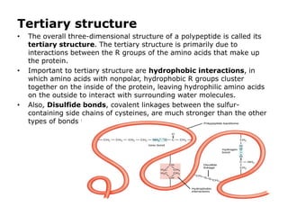 Introduction_to_proteins_and_amino_acids (1).pdf
