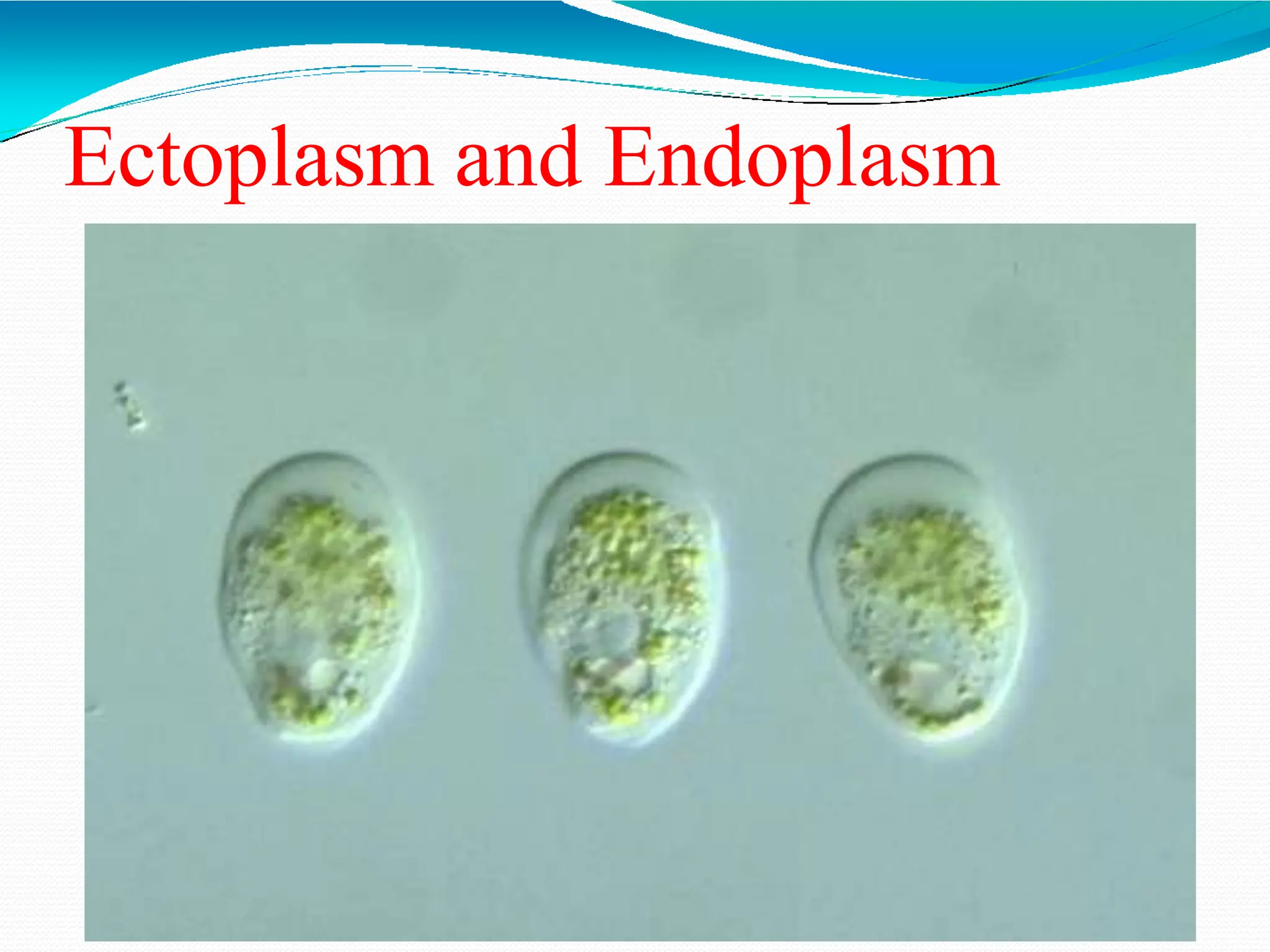 introduction to protozoa.pptx medical parasitology | PPTX