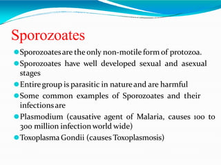 introduction to protozoa.pptx medical parasitology | PPTX