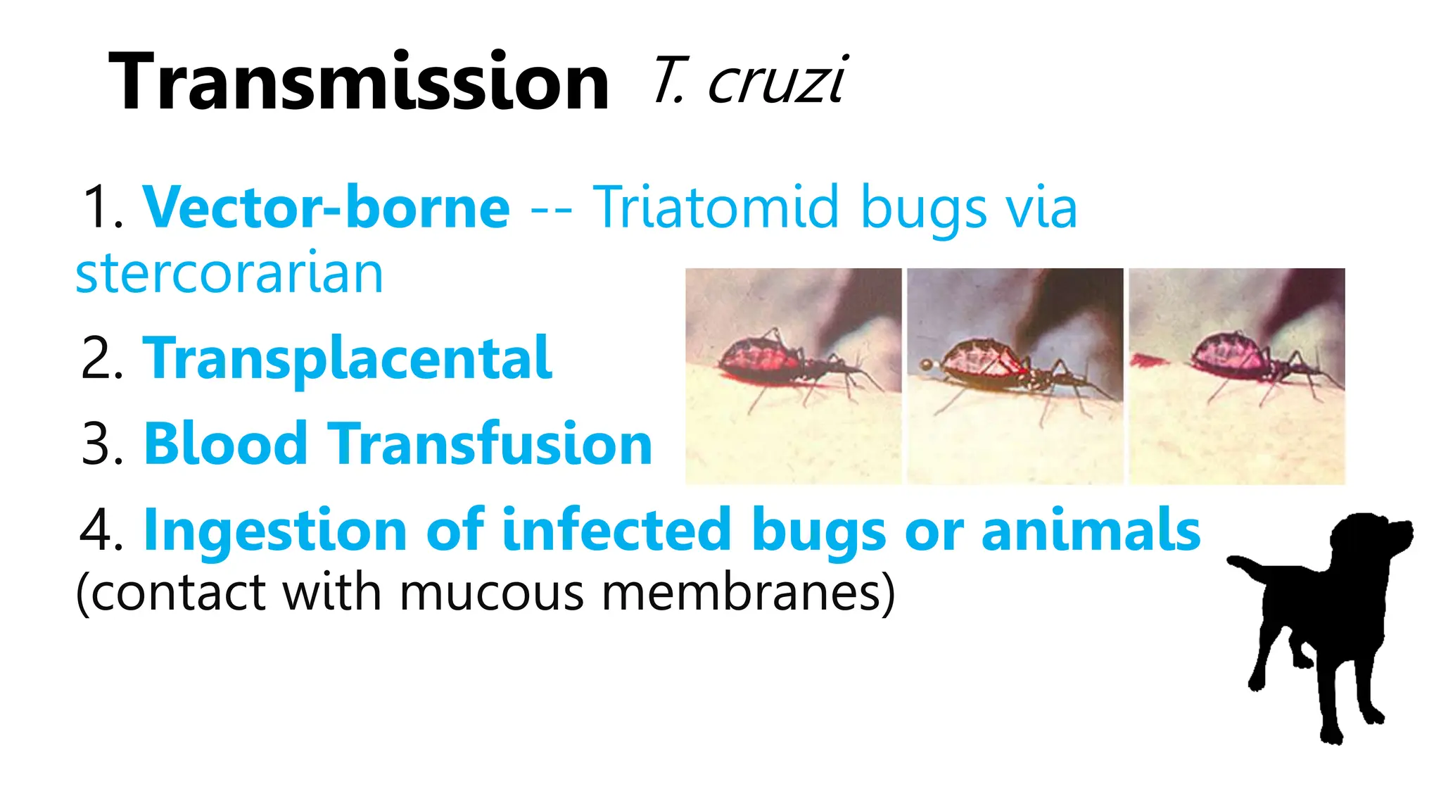 Introduction to protozoa, biology, control | PPTX
