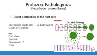 Introduction to protozoa, biology, control | PPTX