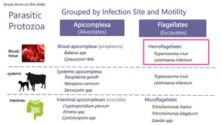 Introduction to protozoa, biology, control | PPTX