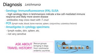 Introduction to protozoa, biology, control | PPTX