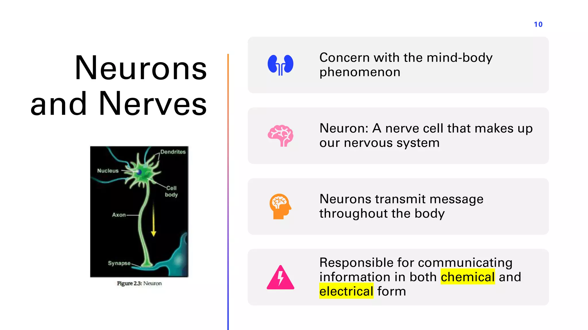 Introduction to Psychology - Topic 2 - Biological Psychology | PDF