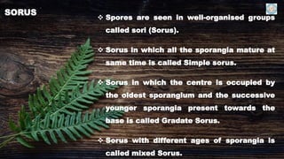 Introduction to pteridology | PDF