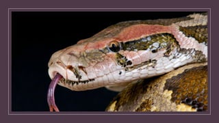 Introduction to python for beginners | PPT