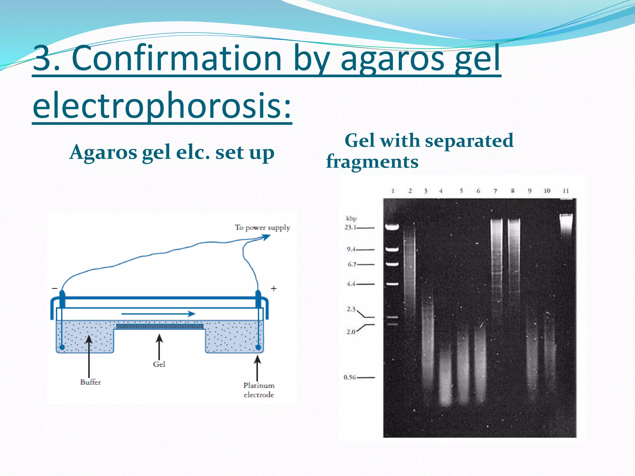 Introduction to RDT methods in genetic engineering | PPTX