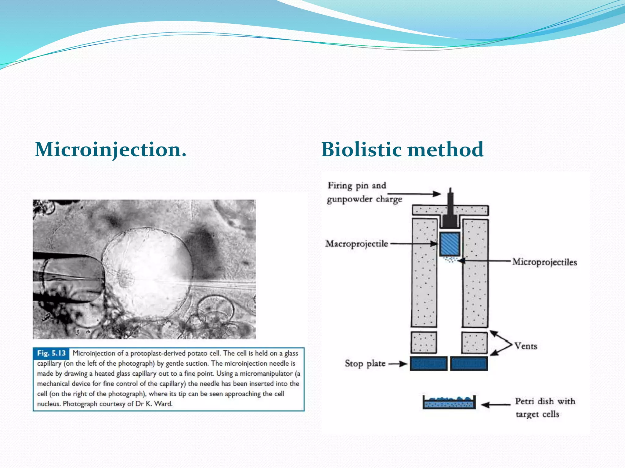 Introduction to RDT methods in genetic engineering | PPTX