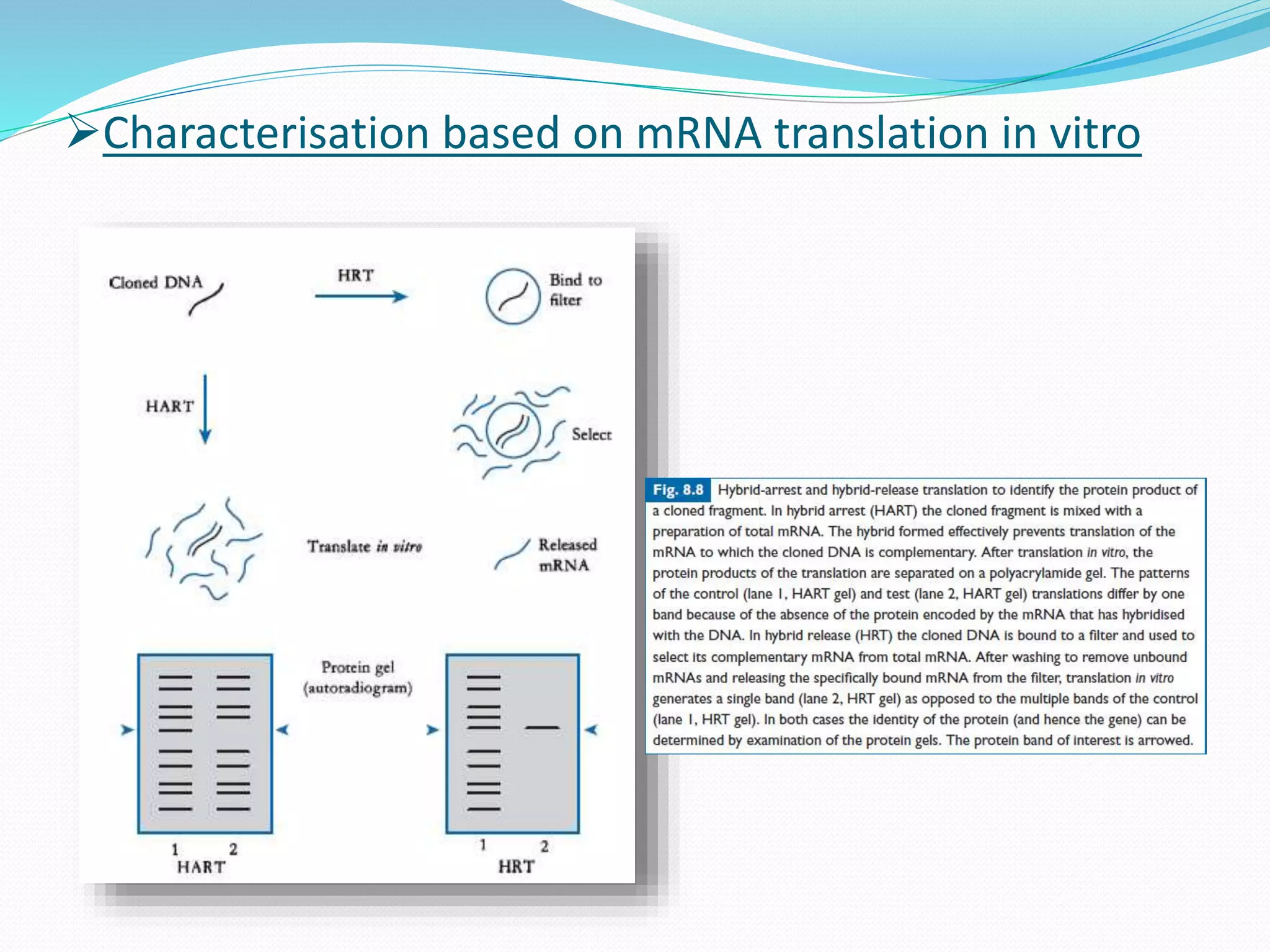 Introduction to RDT methods in genetic engineering | PPTX