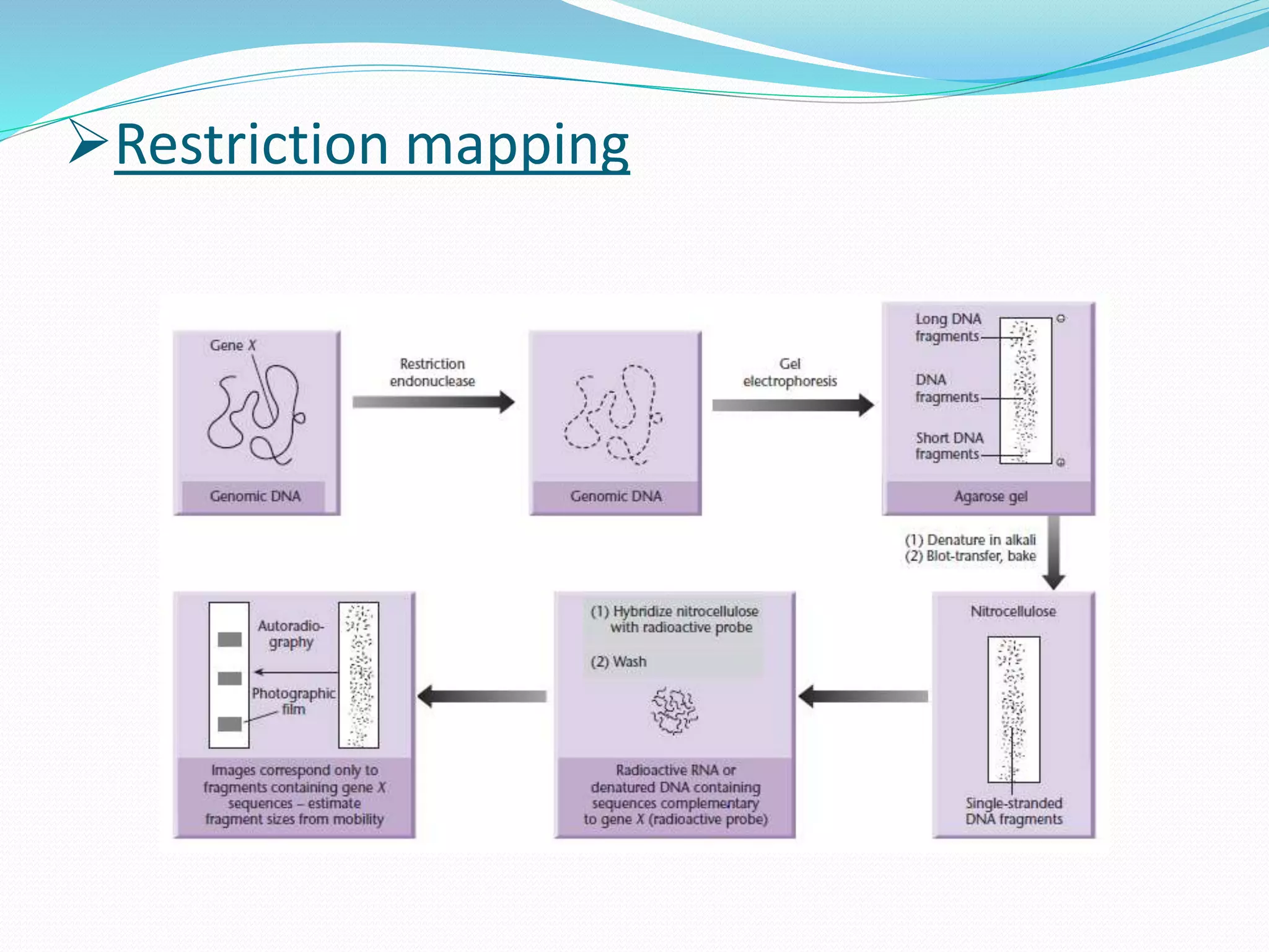 Introduction to RDT methods in genetic engineering | PPTX