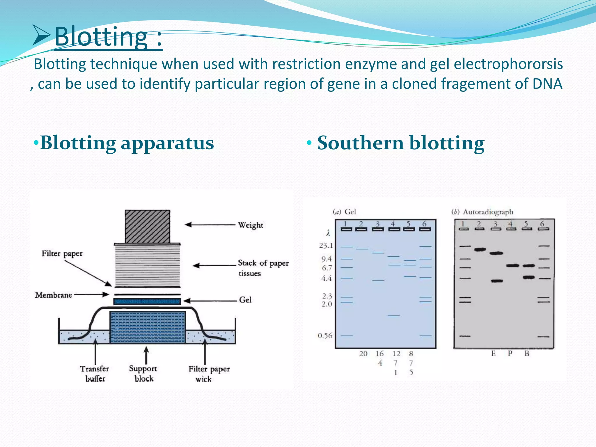 Introduction to RDT methods in genetic engineering | PPTX