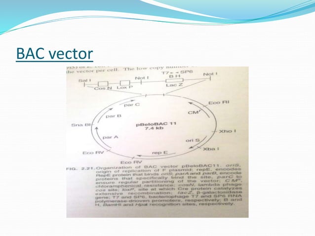 Introduction to RDT methods in genetic engineering | PPTX