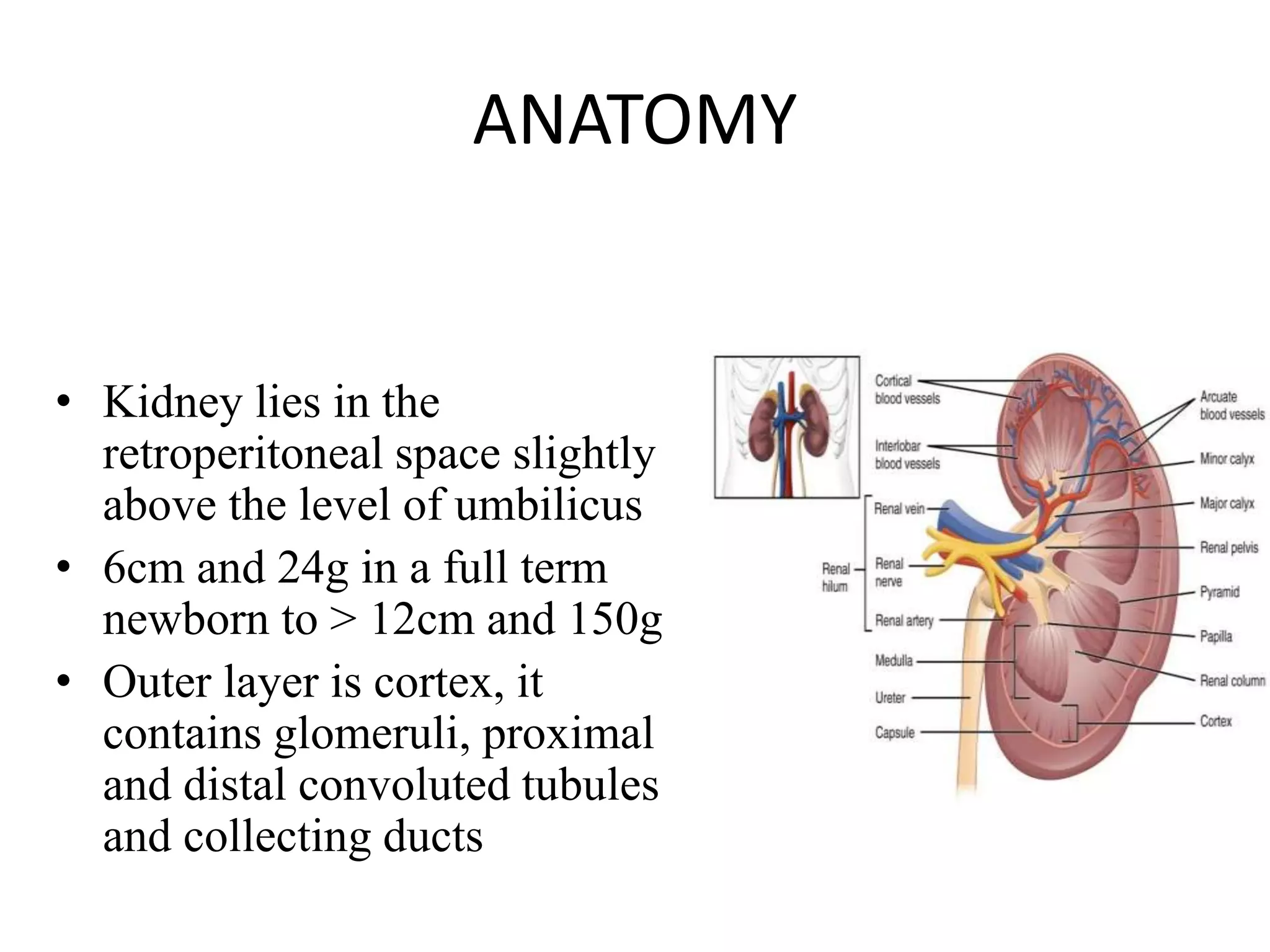 introduction to renal system.pptx | Chemistry | Science